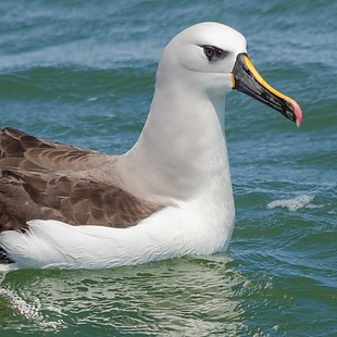 albatroz-de-nariz-amarelo (Thalassarche chlororhynchos) | WikiAves - A ...