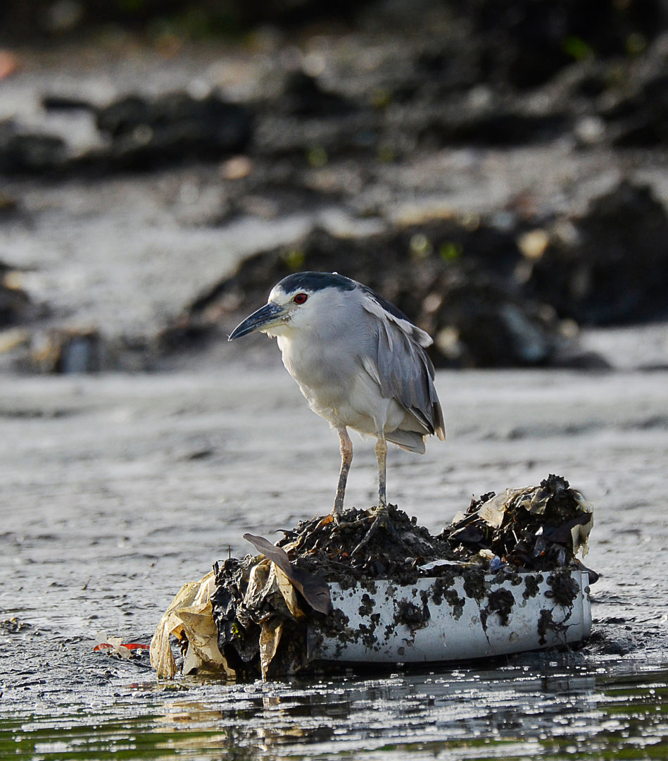 Foto socó-dorminhoco (Nycticorax nycticorax) Por Luiz Catende | Wiki ...