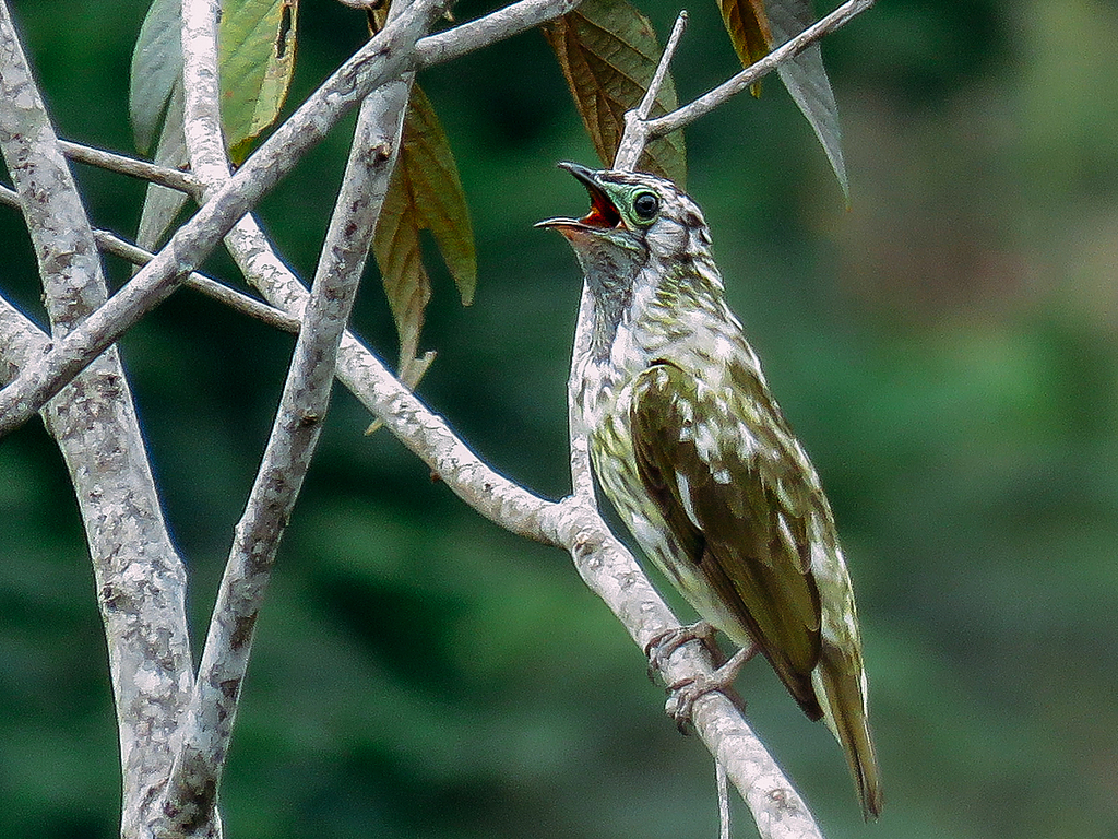 Foto araponga (Procnias nudicollis) Por Henrique Moreira | Wiki Aves ...