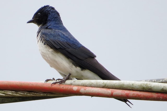 Foto Progne sp. (Progne sp.) Por José Dionísio Bertuzzo | Wiki Aves - A ...