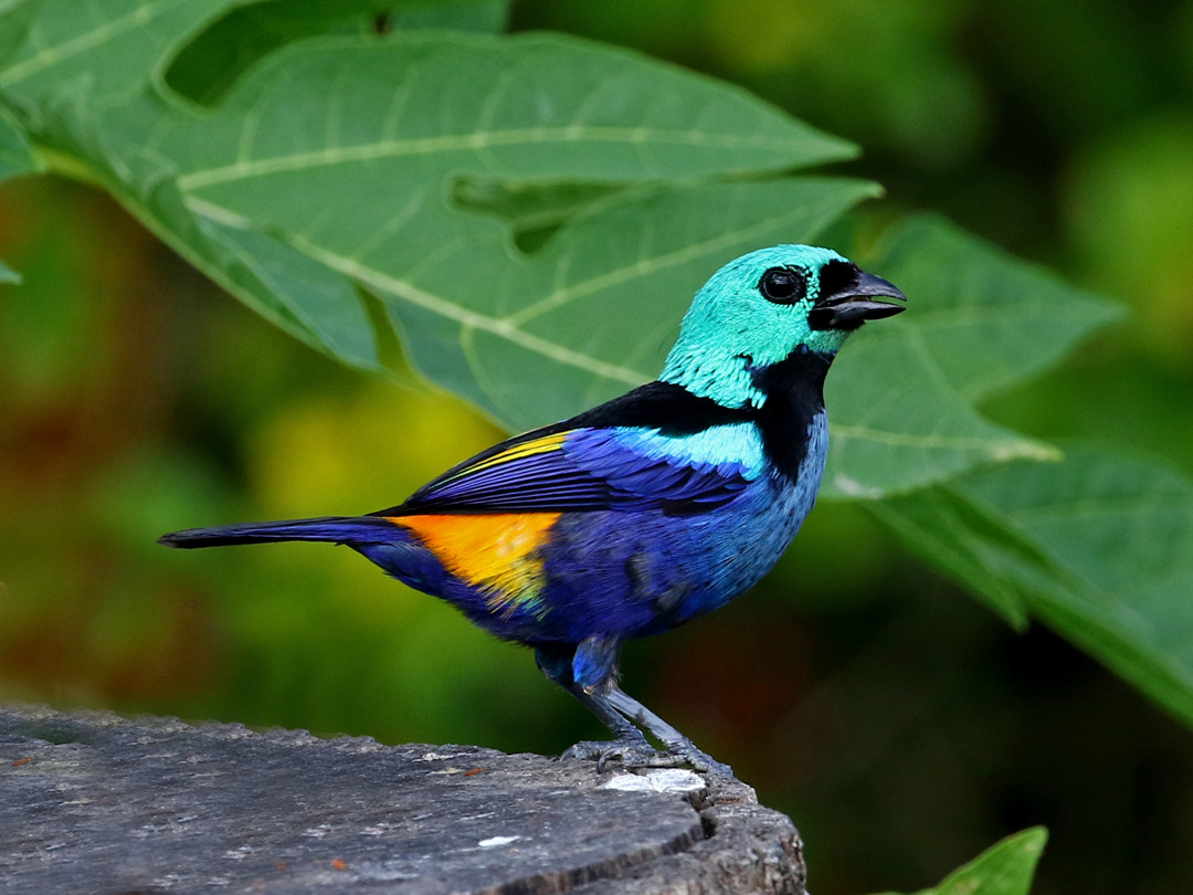 Foto saíra-pintor (Tangara fastuosa) Por Carmen Lúcia Bays Figueiredo ...