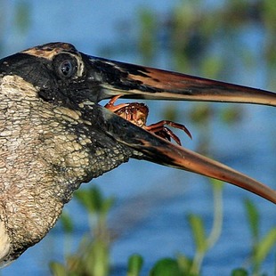 Ciconiiformes | WikiAves - A Enciclopédia das Aves do Brasil