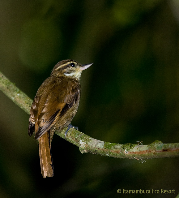 Foto bico-virado-miúdo (Xenops minutus) Por Dimitri Matoszko | Wiki Aves - A Enciclopédia das ...
