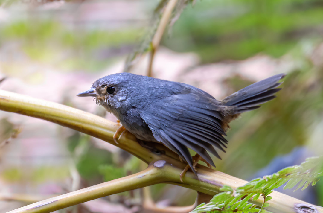 Foto tapaculo-de-brasília (Scytalopus novacapitalis) Por Roseanne ...