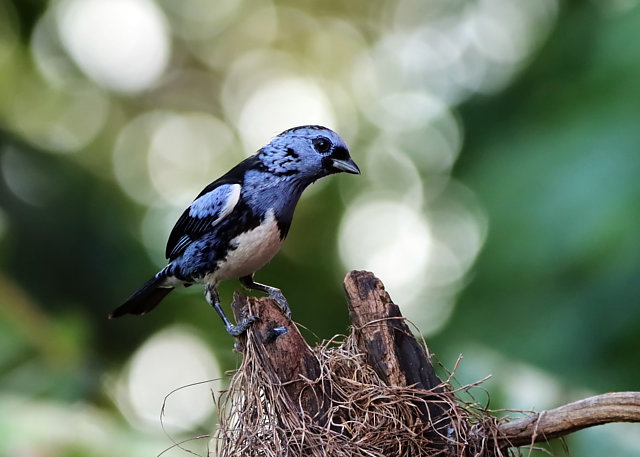 Foto cambada-de-chaves (Tangara brasiliensis) Por Aldo J Nunes | Wiki ...