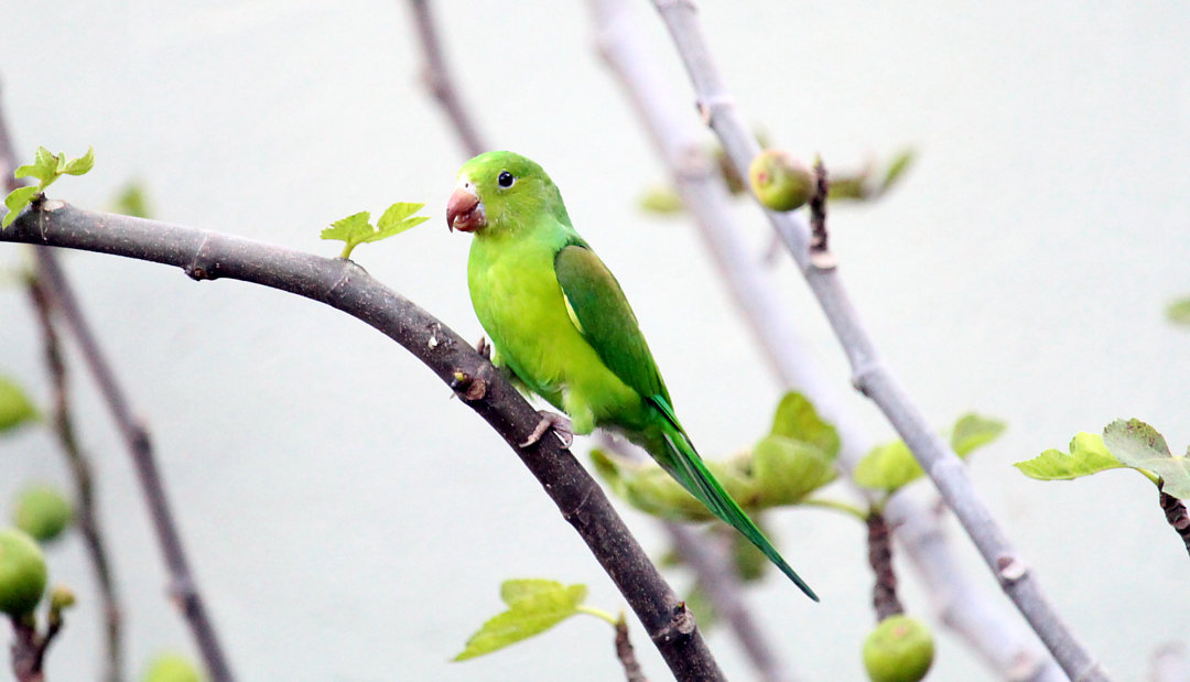 Foto periquito-rico (Brotogeris tirica) Por Vagner Bordin | Wiki Aves ...