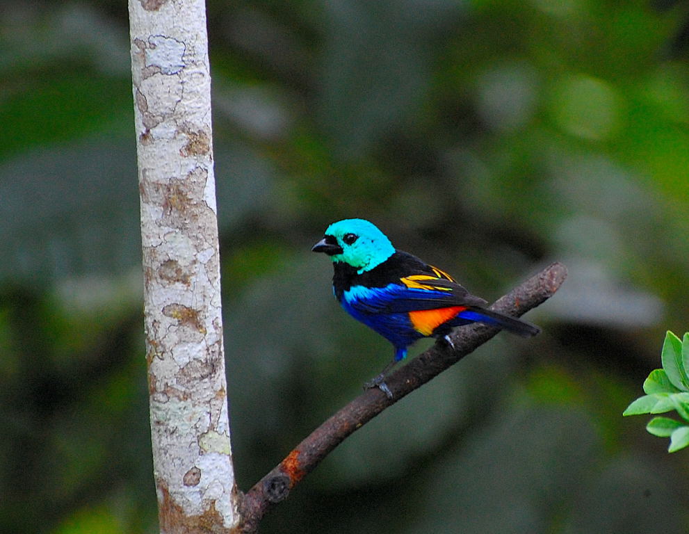 Foto saíra-pintor (Tangara fastuosa) Por Stephen Jones | Wiki Aves - A ...