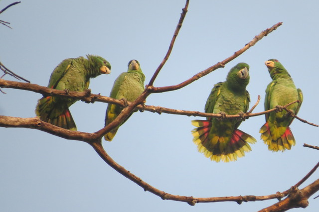 Foto papagaio-dos-garbes (Amazona kawalli) Por Jocieli Oliveira | Wiki ...