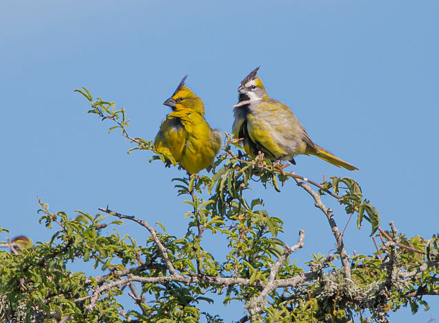 Foto cardeal-amarelo (Gubernatrix cristata) Por André Luiz Briso | Wiki ...