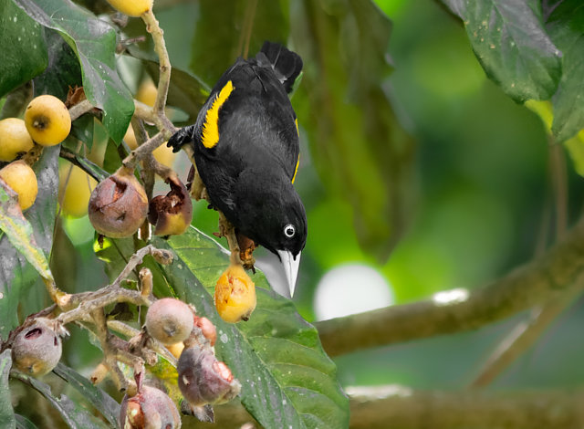 Foto tecelão (Cacicus chrysopterus) Por Allan Clé | Wiki Aves - A ...