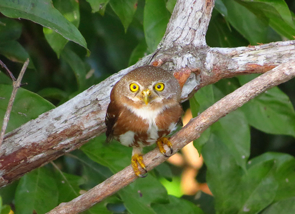 Foto caburé-miudinho (Glaucidium minutissimum) Por Fernando Pacheco ...