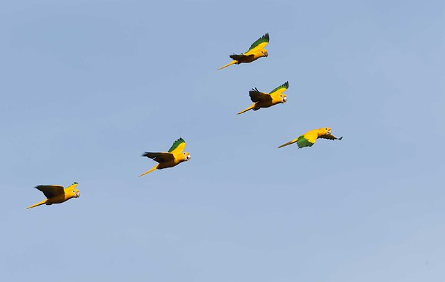 Foto ararajuba (Guaruba guarouba) Por Gustavo Soares de Oliveira | Wiki ...