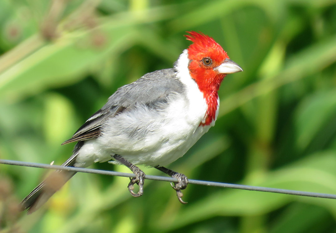Foto cardeal (Paroaria coronata) Por Fernanda Spenst | Wiki Aves - A ...