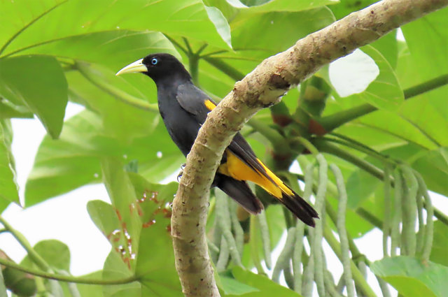 Foto xexéu (Cacicus cela) Por Mario Venere | Wiki Aves - A Enciclopédia ...