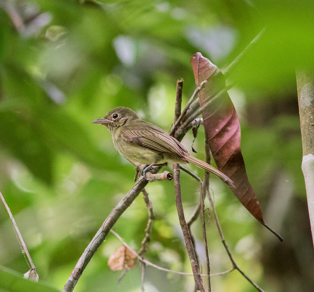 Foto bico-chato-grande (Rhynchocyclus olivaceus) Por Luis Morais ...