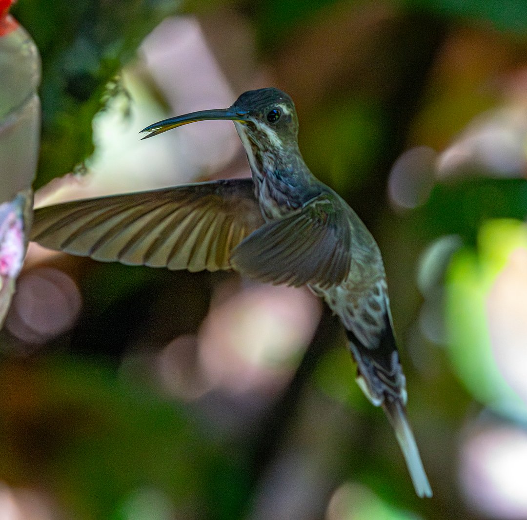 Foto rabo-branco-cinza (Phaethornis hispidus) Por Mats Hildeman | Wiki ...