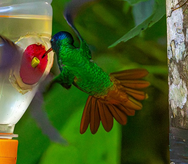 Foto beija-flor-de-cauda-dourada (Chrysuronia oenone) Por Mats Hildeman ...