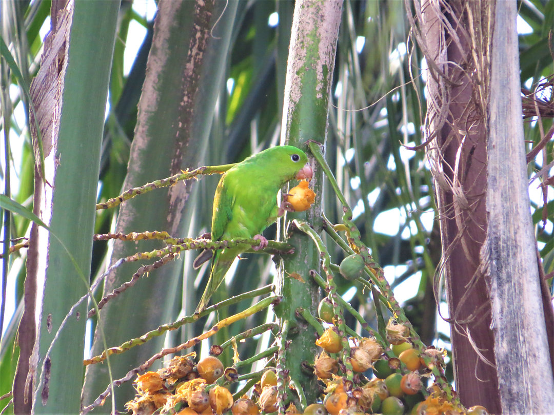 Foto periquito-rico (Brotogeris tirica) Por Gabriely Miranda | Wiki ...