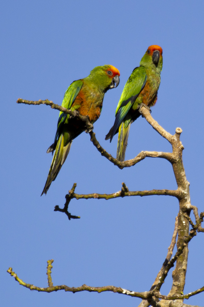 Foto jandaia-de-testa-vermelha (Aratinga auricapillus) Por Fabio Rage ...