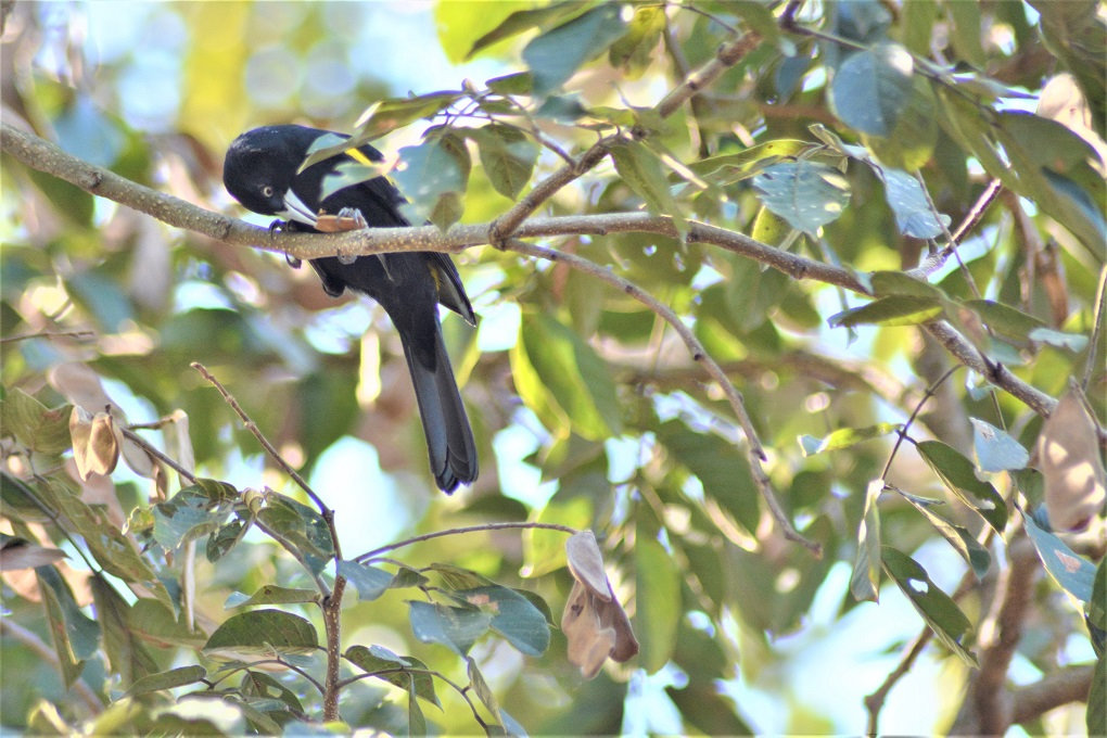 Foto tecelão (Cacicus chrysopterus) Por Jaime F. Silva | Wiki Aves - A ...