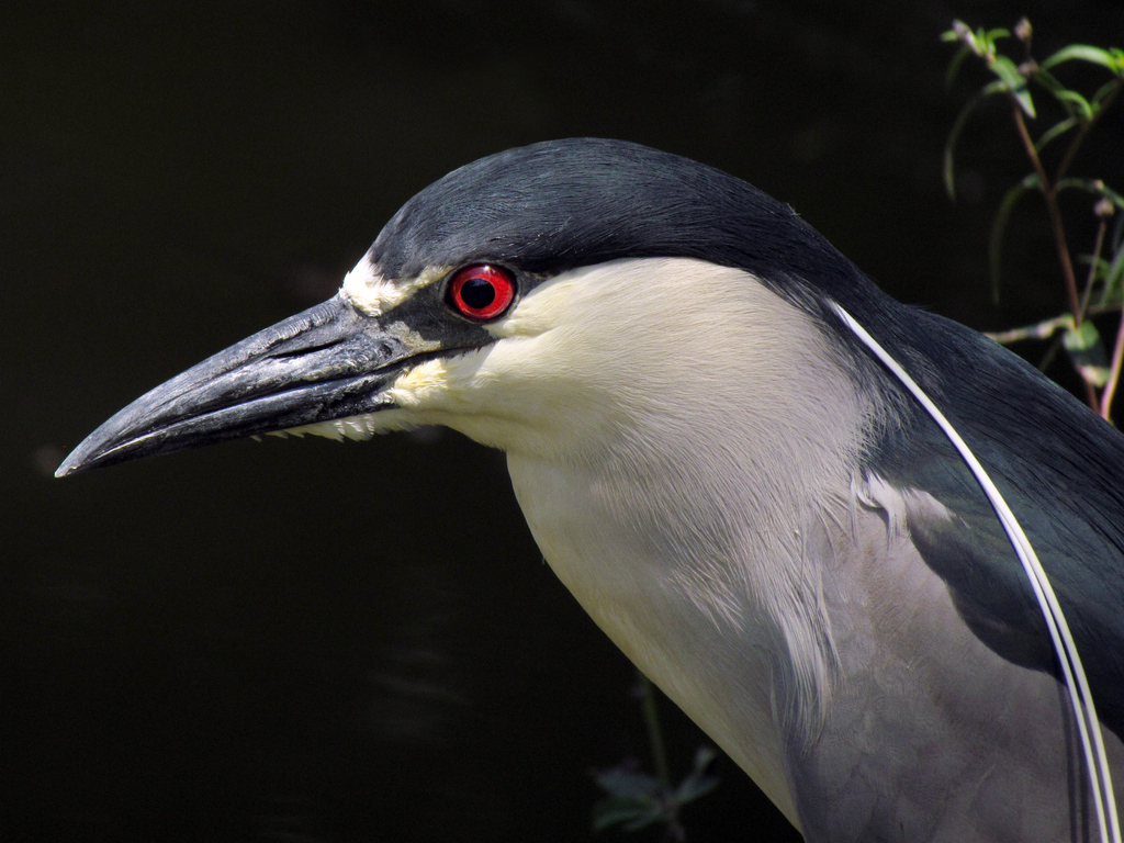 Foto socó-dorminhoco (Nycticorax nycticorax) Por Erika Curto | Wiki ...