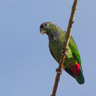 maitaca-verde (Pionus maximiliani) | WikiAves - A Enciclopédia das Aves ...