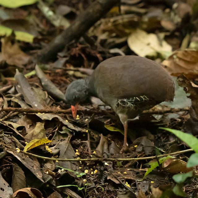 Foto inhambu-chintã (Crypturellus tataupa) Por Marcelo Figueiroa | Wiki ...