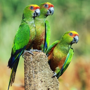 jandaia-de-testa-vermelha (Aratinga auricapillus) | WikiAves - A ...