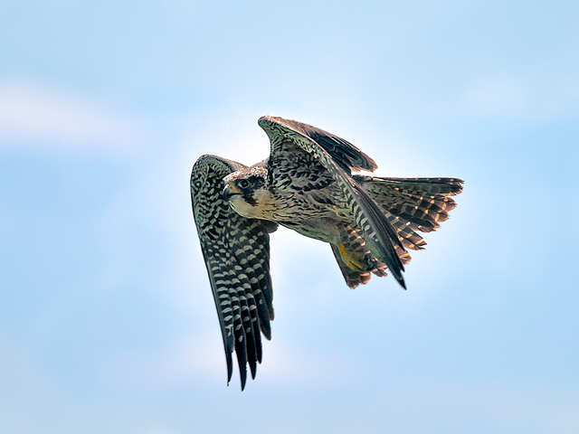 Foto falcão-peregrino (Falco peregrinus) Por José Kachimareck | Wiki ...