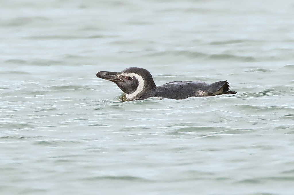 Foto pinguim-de-magalhães (Spheniscus magellanicus) Por Oscar Abener ...