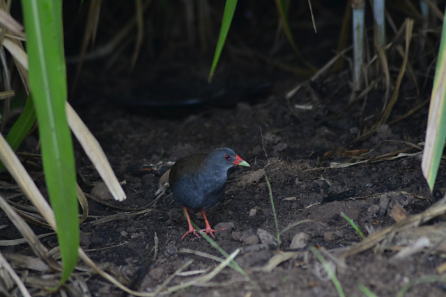 Foto turu-turu (Neocrex erythrops) Por Luciano Moura | Wiki Aves - A ...