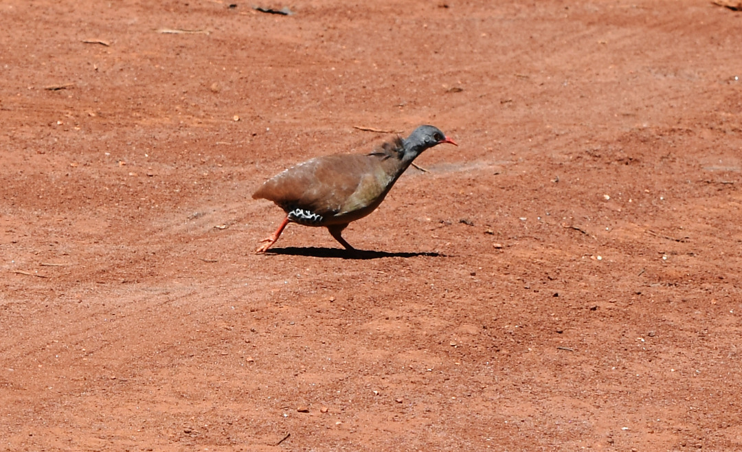 Foto inhambu-chororó (Crypturellus parvirostris) Por Geraldo Panucci ...