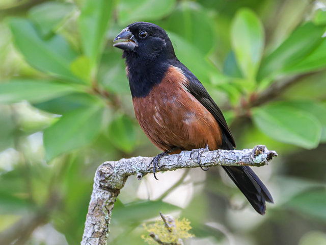 Foto curió (Sporophila angolensis) Por Fernando Jacobs | Wiki Aves - A ...