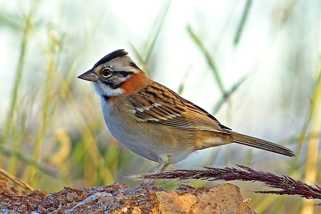 Foto tico-tico (Zonotrichia capensis) Por Odilon Simões Corrêa | Wiki ...