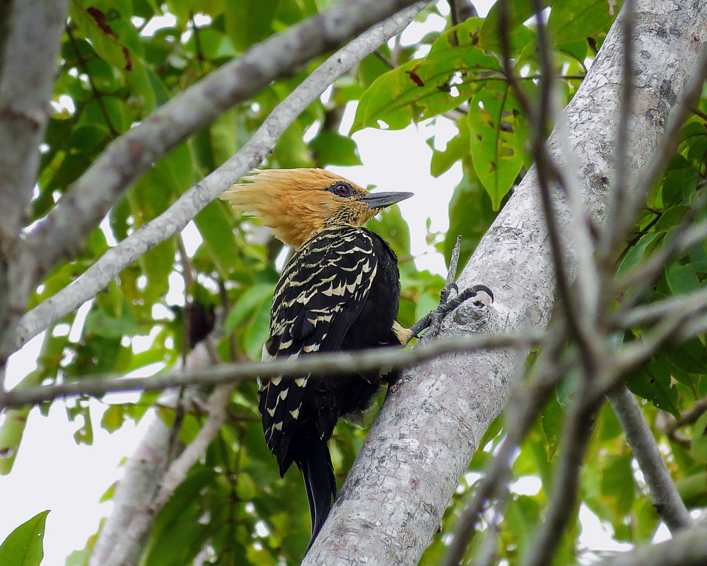 Foto pica-pau-ocráceo (Celeus ochraceus) Por Eduardo Teixeira Filho ...