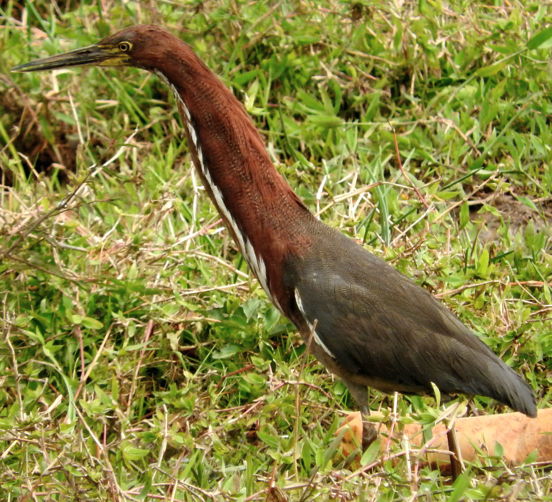 Foto socó-boi (Tigrisoma lineatum) Por Carlos Falcon | Wiki Aves - A ...