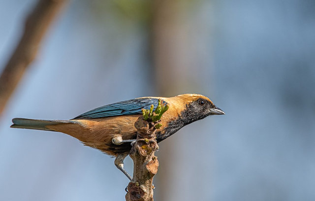 Foto saíra-amarela (Stilpnia cayana) Por José Pireni | Wiki Aves - A ...