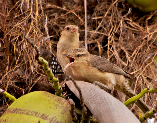 catatau (Campylorhynchus turdinus) | WikiAves - A Enciclopédia das Aves ...