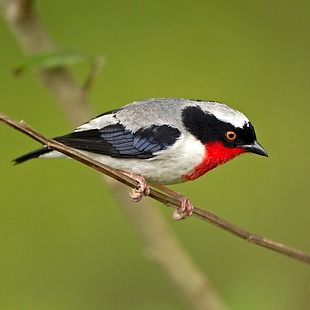 Passeriformes | WikiAves - A Enciclopédia das Aves do Brasil