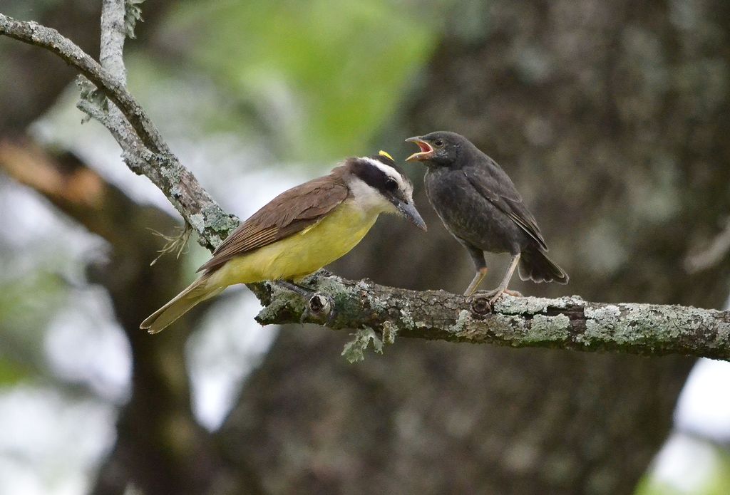 Foto chupim (Molothrus bonariensis) Por Gina Bellagamba | Wiki Aves - A ...