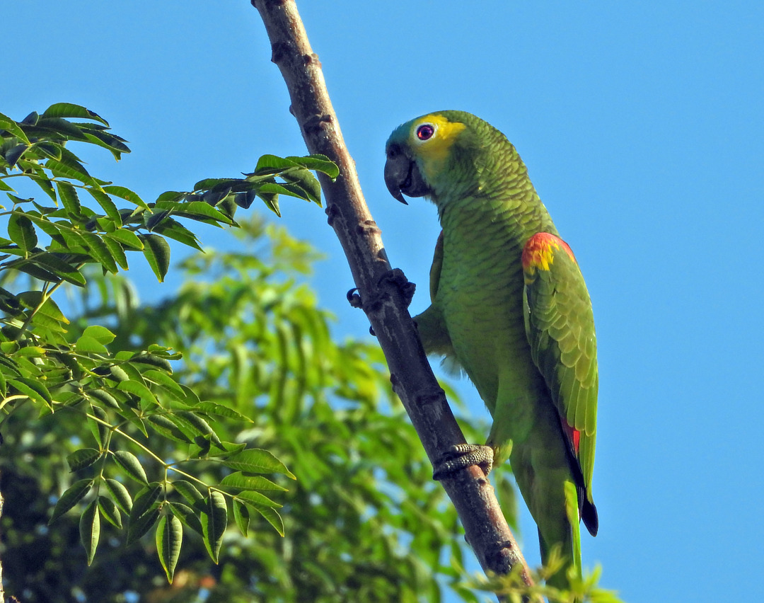 Foto papagaio-verdadeiro (Amazona aestiva) Por Carlos Vieira. | Wiki ...
