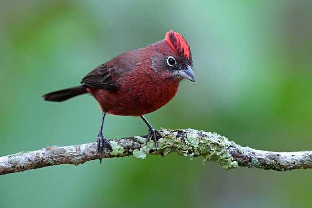 Foto tico-tico-rei (Coryphospingus cucullatus) Por Rudimar Cipriani ...