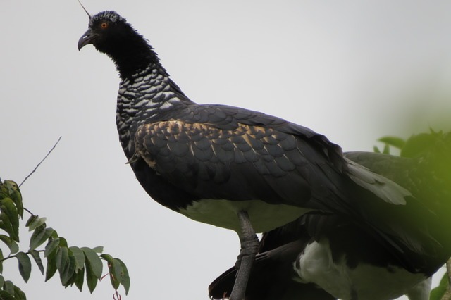Foto anhuma (Anhima cornuta) Por Wilton Felipe | Wiki Aves - A ...