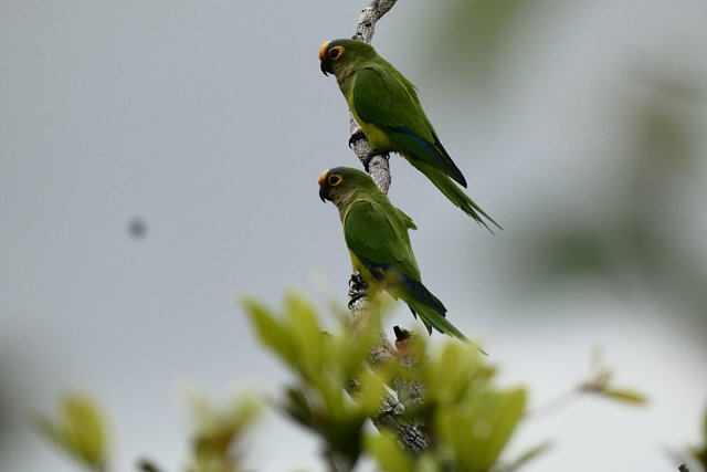 Foto periquito-rei (Eupsittula aurea) Por Patrícia Thomas | Wiki Aves ...