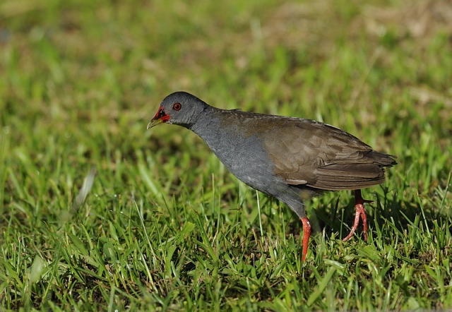 Foto turu-turu (Neocrex erythrops) Por Anselmo d`Affonseca | Wiki Aves ...