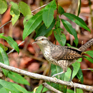 catatau (Campylorhynchus turdinus) | WikiAves - A Enciclopédia das Aves ...