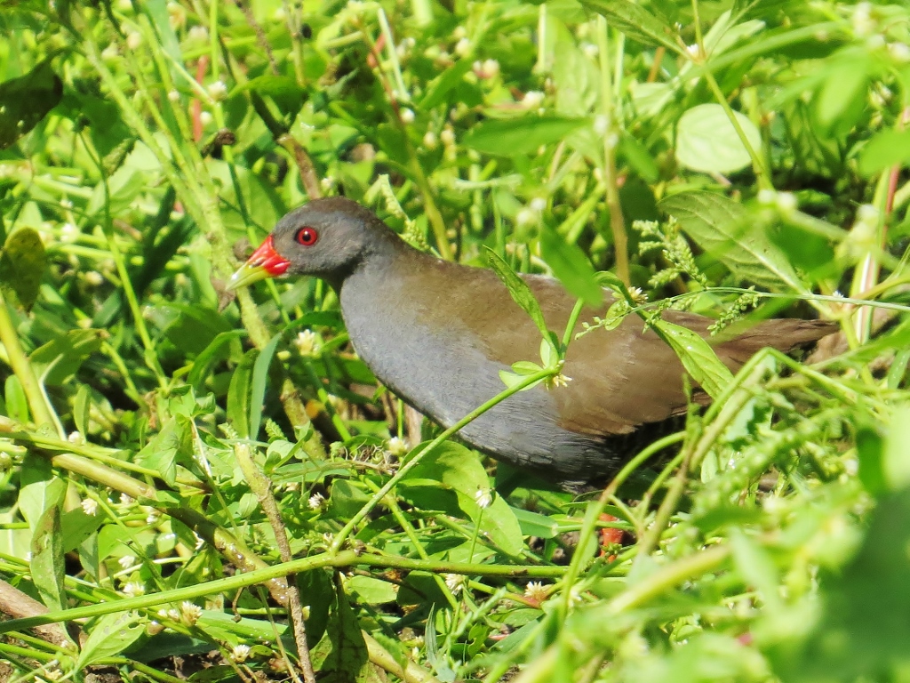 Foto turu-turu (Neocrex erythrops) Por Pedro Têia | Wiki Aves - A ...