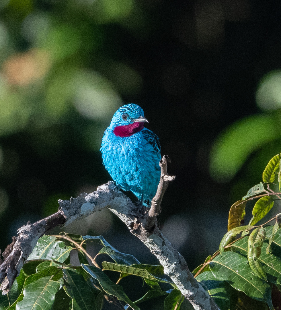 Foto anambé-azul (Cotinga cayana) Por Marcelo Melo MM | Wiki Aves - A ...
