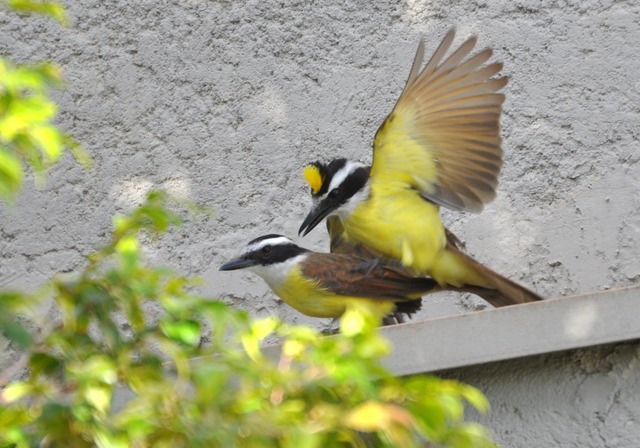 bem-te-vi (Pitangus sulphuratus) | WikiAves - A Enciclopédia das Aves ...