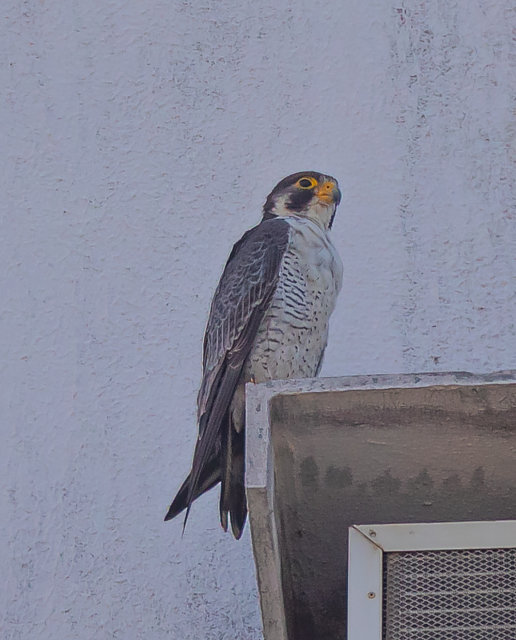 Foto falcão-peregrino (Falco peregrinus) Por Jose Silverio Lemos | Wiki ...